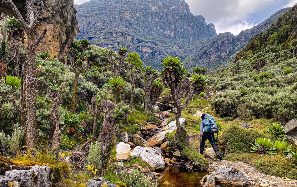 10 Days Rwenzori Mountain hiking. - Rwenzori Mountaineering