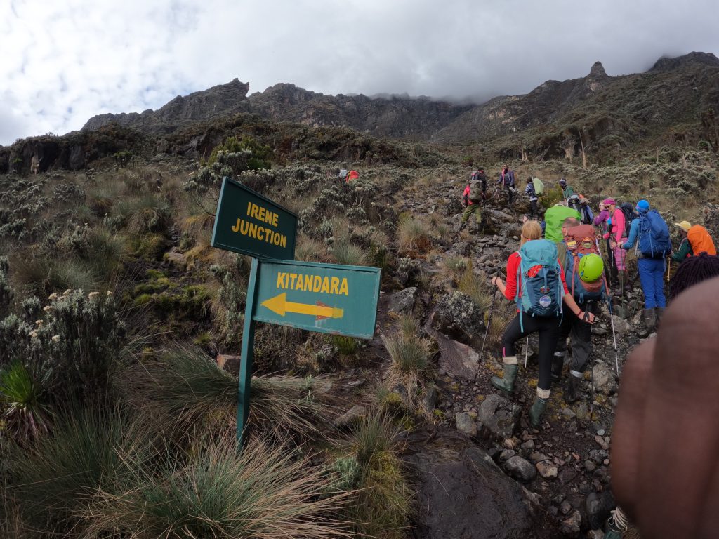8 days Rwenzori trekking. - Rwenzori Mountaineering