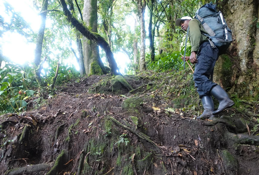 4 days Rwenzori Mountain hiking. - Rwenzori Mountaineering